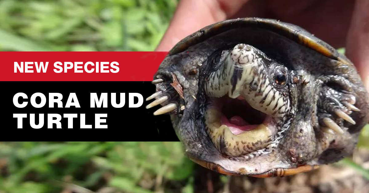 Cora Mud Turtle / HERP.MX Note / 2020-11-27
